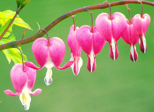 Maprox HD: 20 Beautiful Flowers Wallpapers ... Maprox HD: 20 Beautiful Flowers Wallpapers ...