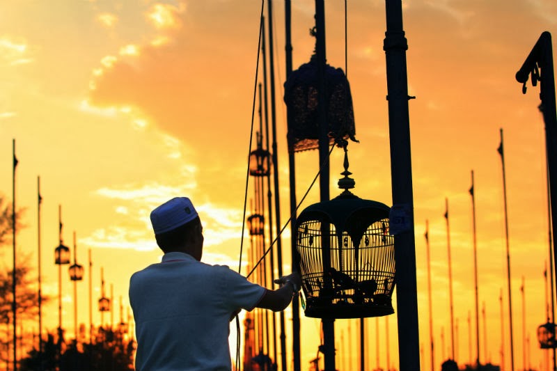 Joy in Thailand: Asean Java Dove Songbird Contest a Yala