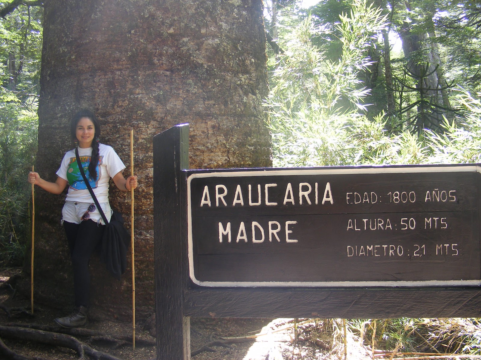 Araucaria Madre - AMORIOSDELAMODA