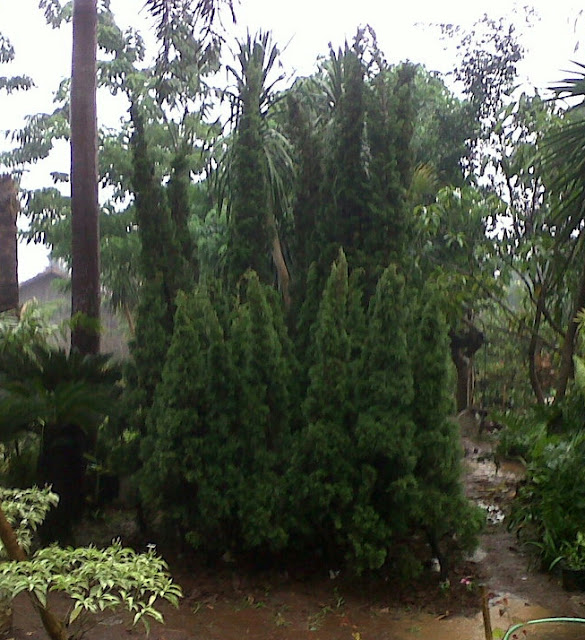 macam-macam pohon cemara