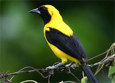 AVES COLOMBIANAS : Toche