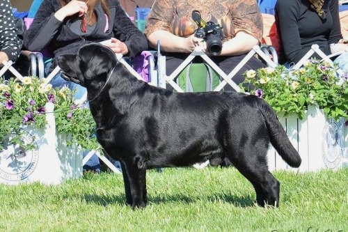 Terrierman's Daily Dose: Theory Vs. Practice in the World of Dogs