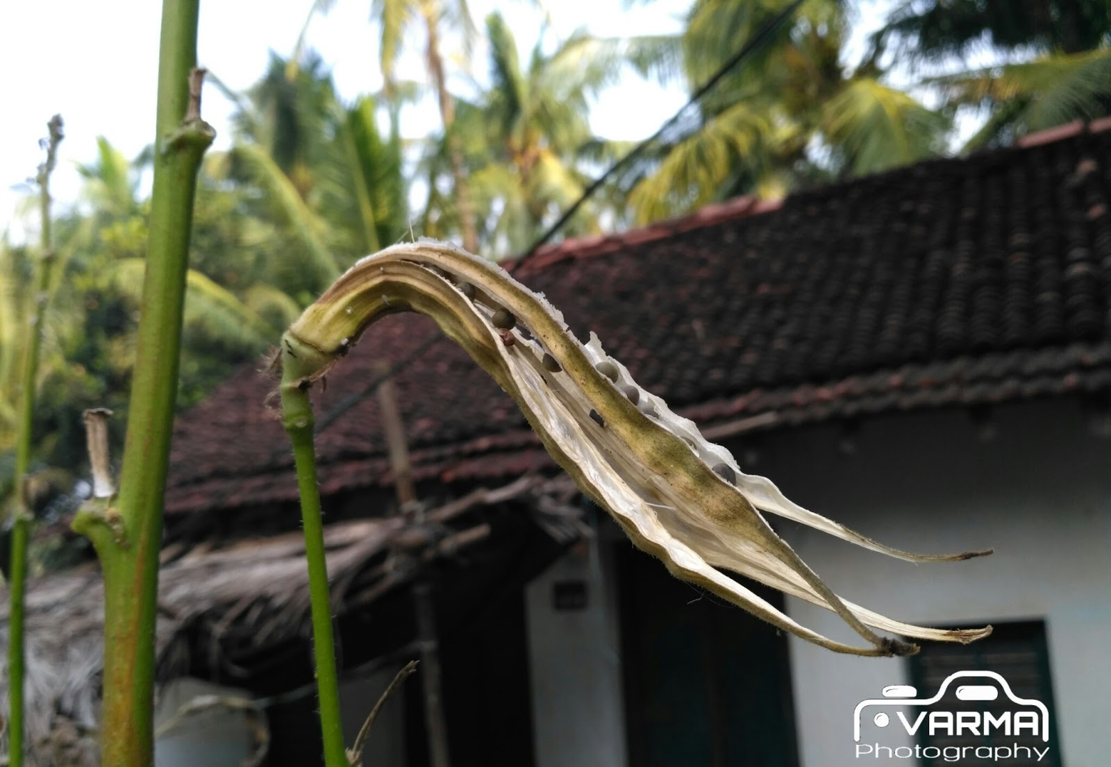 First photo with new logo - Varma Photography