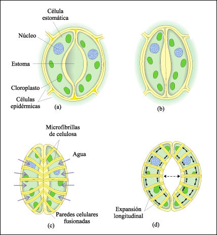 LA RESPIRACION: La respiración
