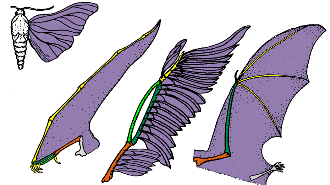 Rigging Asylum: Bird Anatomy - Skeletal