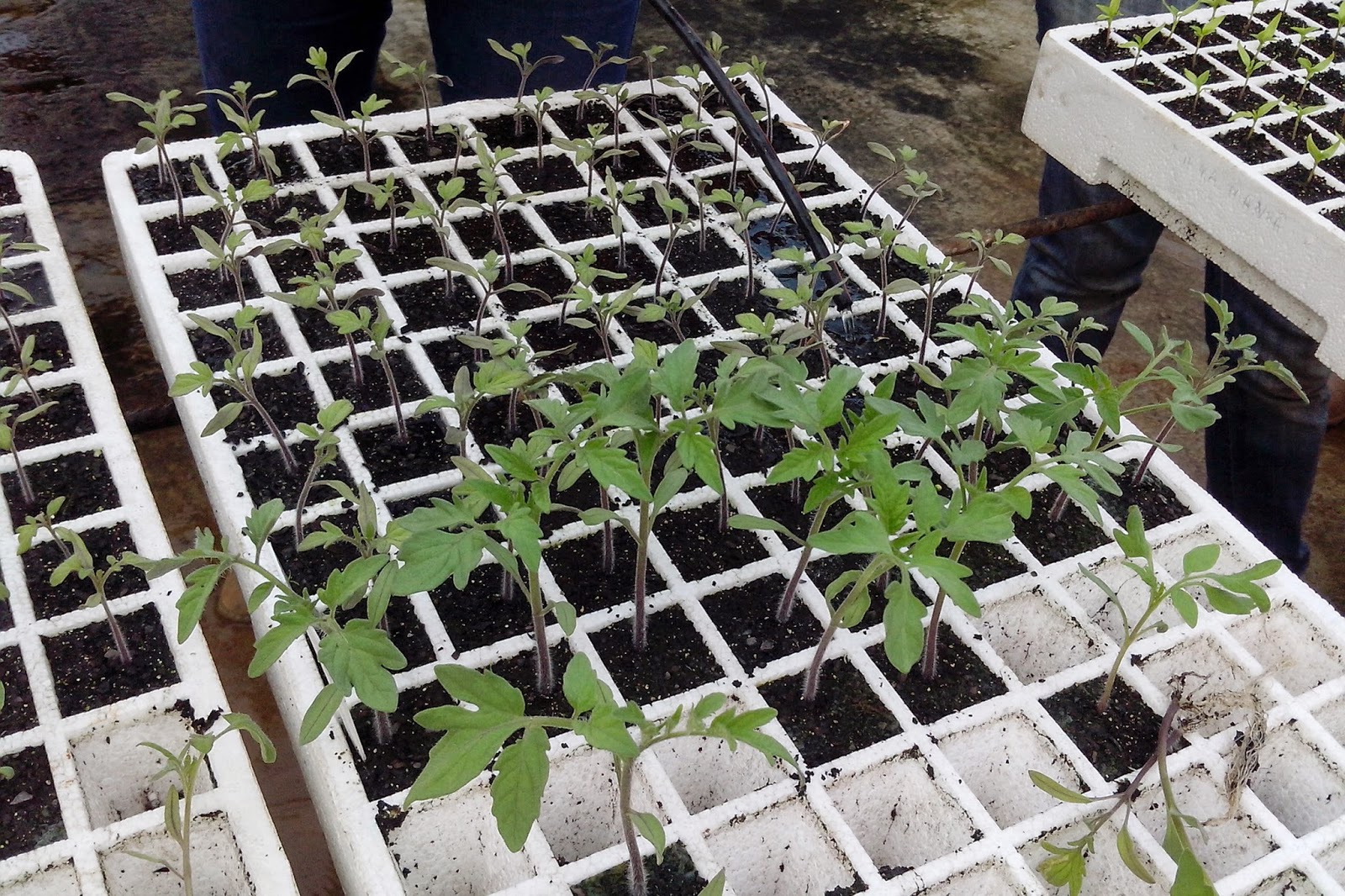 Transplantio de Mudas ~ Cultivo de Tomate: passo a passo