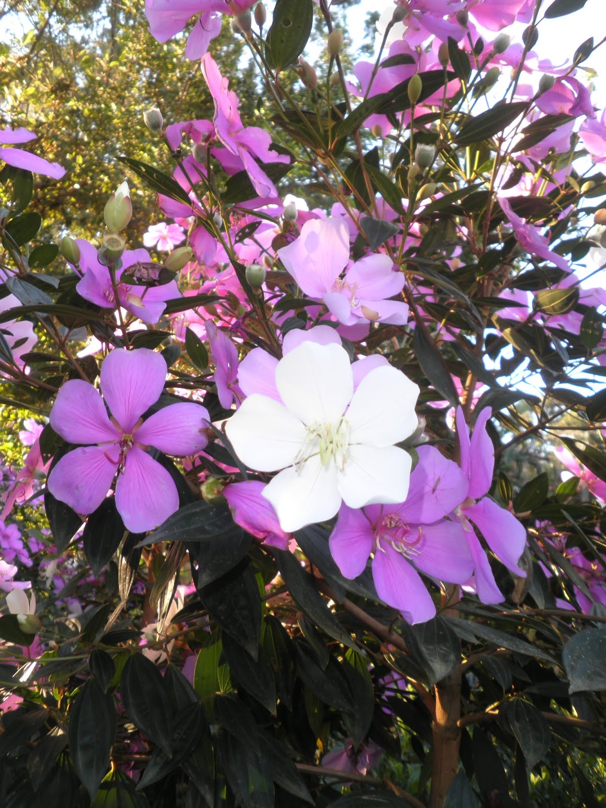 Jardim Tupiniquim: Manacá-da-Serra-Anão (Pleroma mutabile/Tibouchina ...