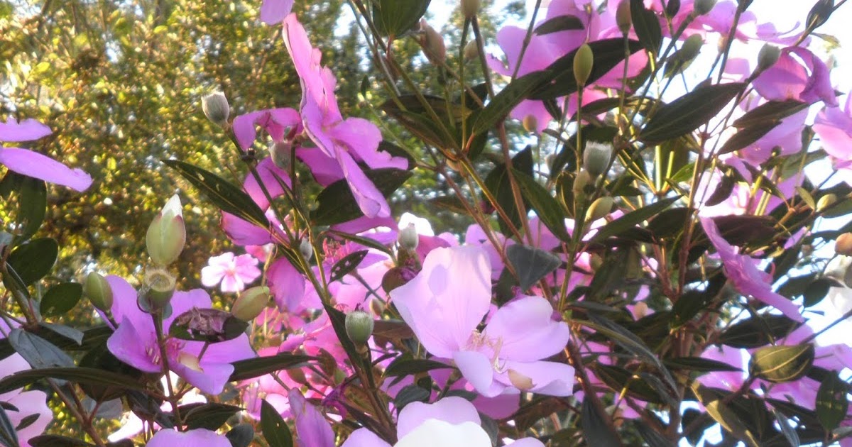 Jardim Tupiniquim: Manacá-da-Serra-Anão (Pleroma mutabile/Tibouchina ...