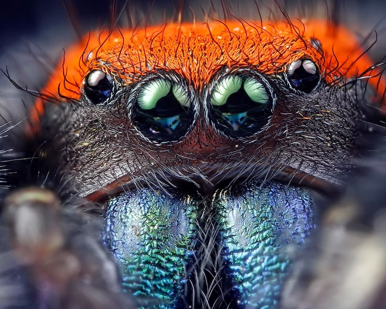 dGeneralist: Silent Wednesday Week 32 - Awesome Spider Macro Photography
