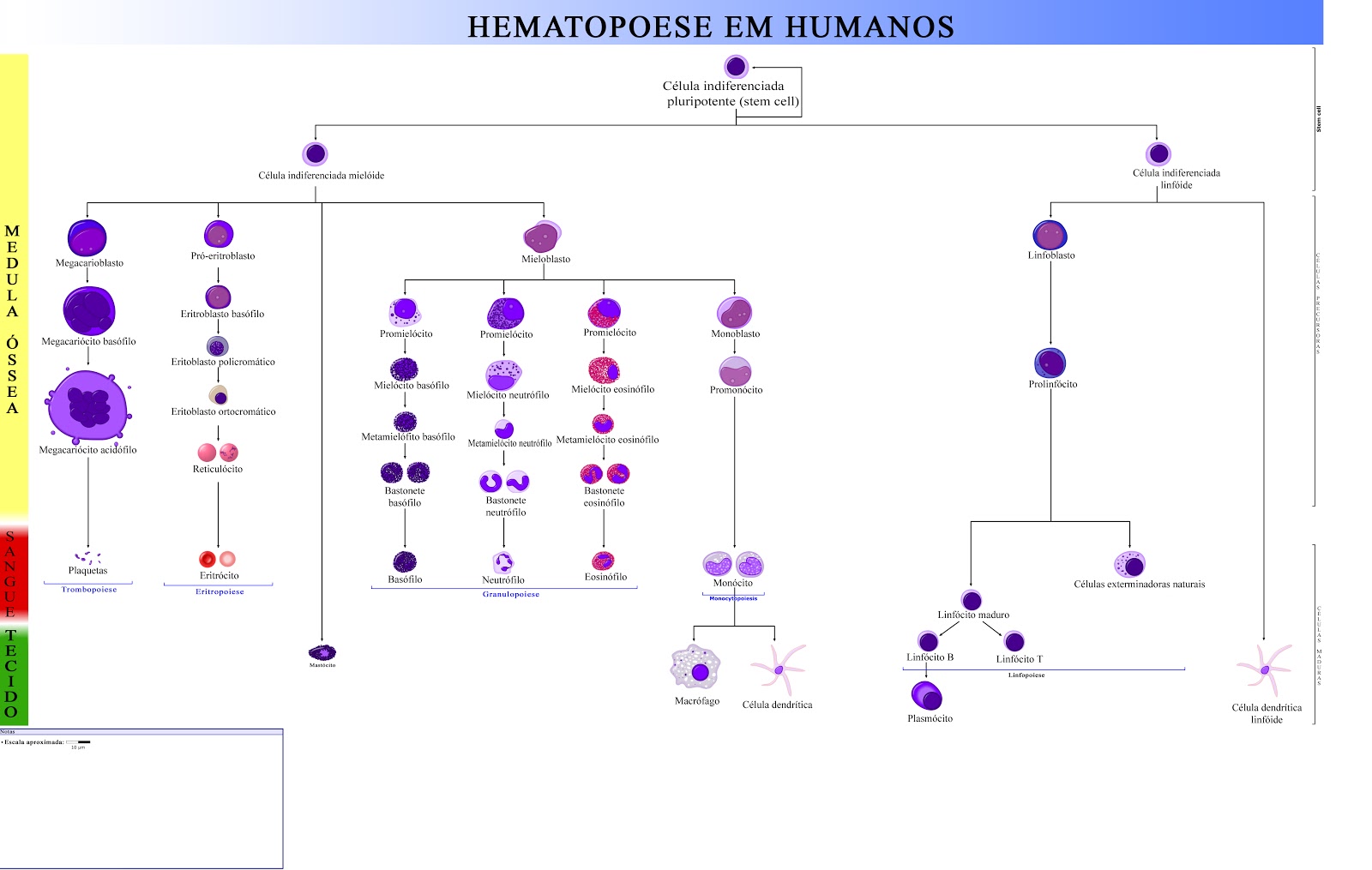 Sangue | Farmácia Diária