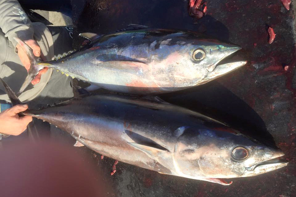 Artes de Pesca: ACTINOPTERYGII