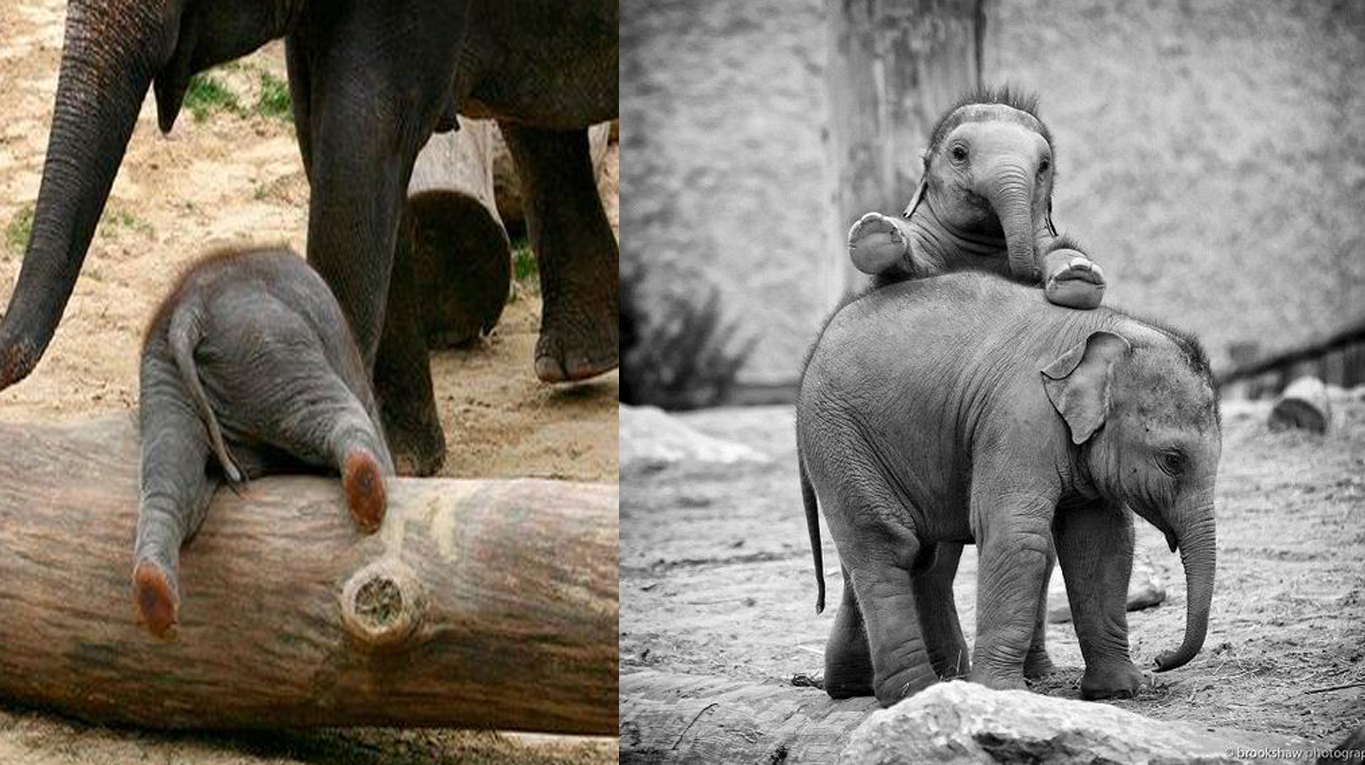 Baby Elephants That Will Instantly Make You Smile - Geneous World