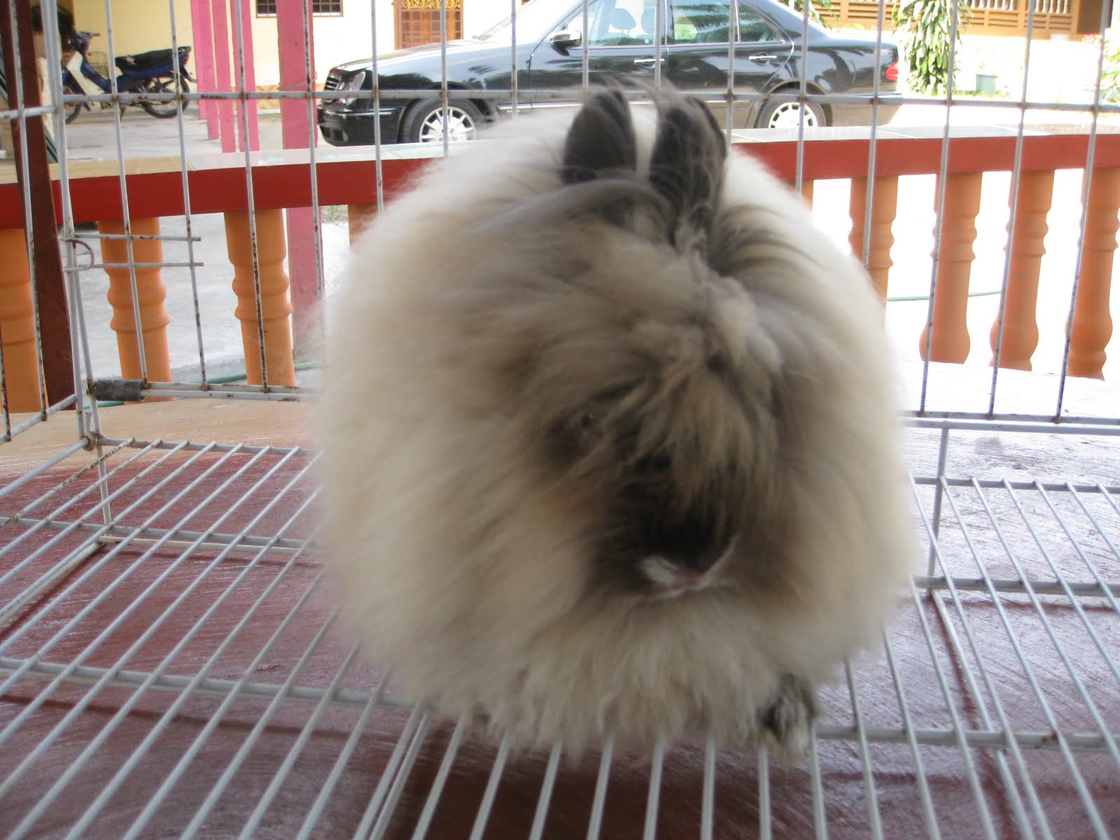 LADANG ARNAB BUKIT BADONG, SELANGOR - PUSAT PENJUALAN DAN PENTERNAKAN ...