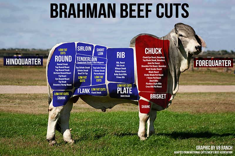 Facts Are Facts: Brahman Cattle