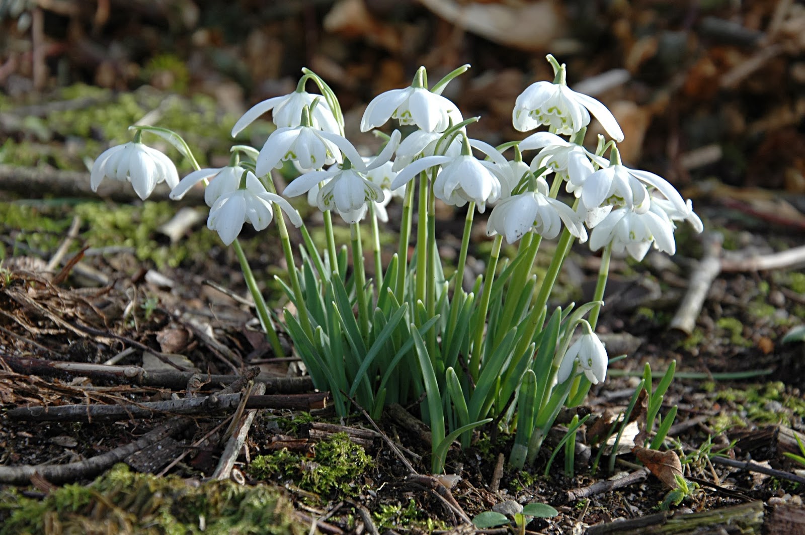 Mit grønne univers: Blomster i februar.
