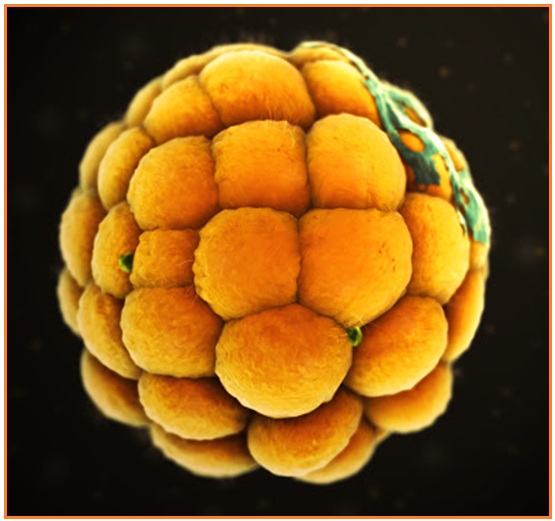 BIOLOGI GONZAGA: FASE EMBRYONIK HEWAN - MANUSIA