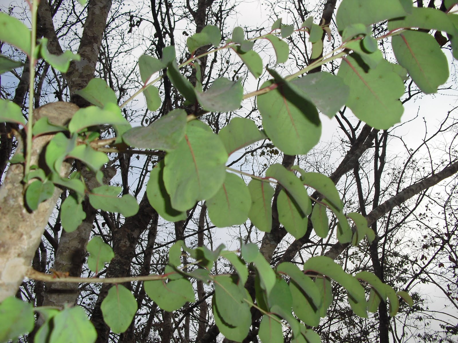 All Things Considered: Indian Gum or Anogeissus latifolia!