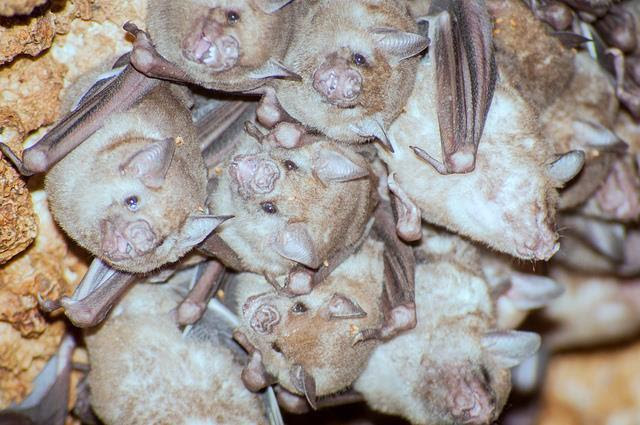 Antillean fruit-eating bat (Brachyphylla cavernarum)