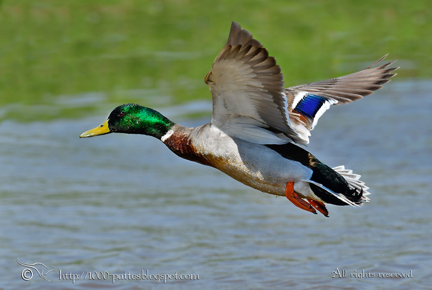 WILDLIFE GATEWAY: Canards colverts et Hérons cendrés en vol