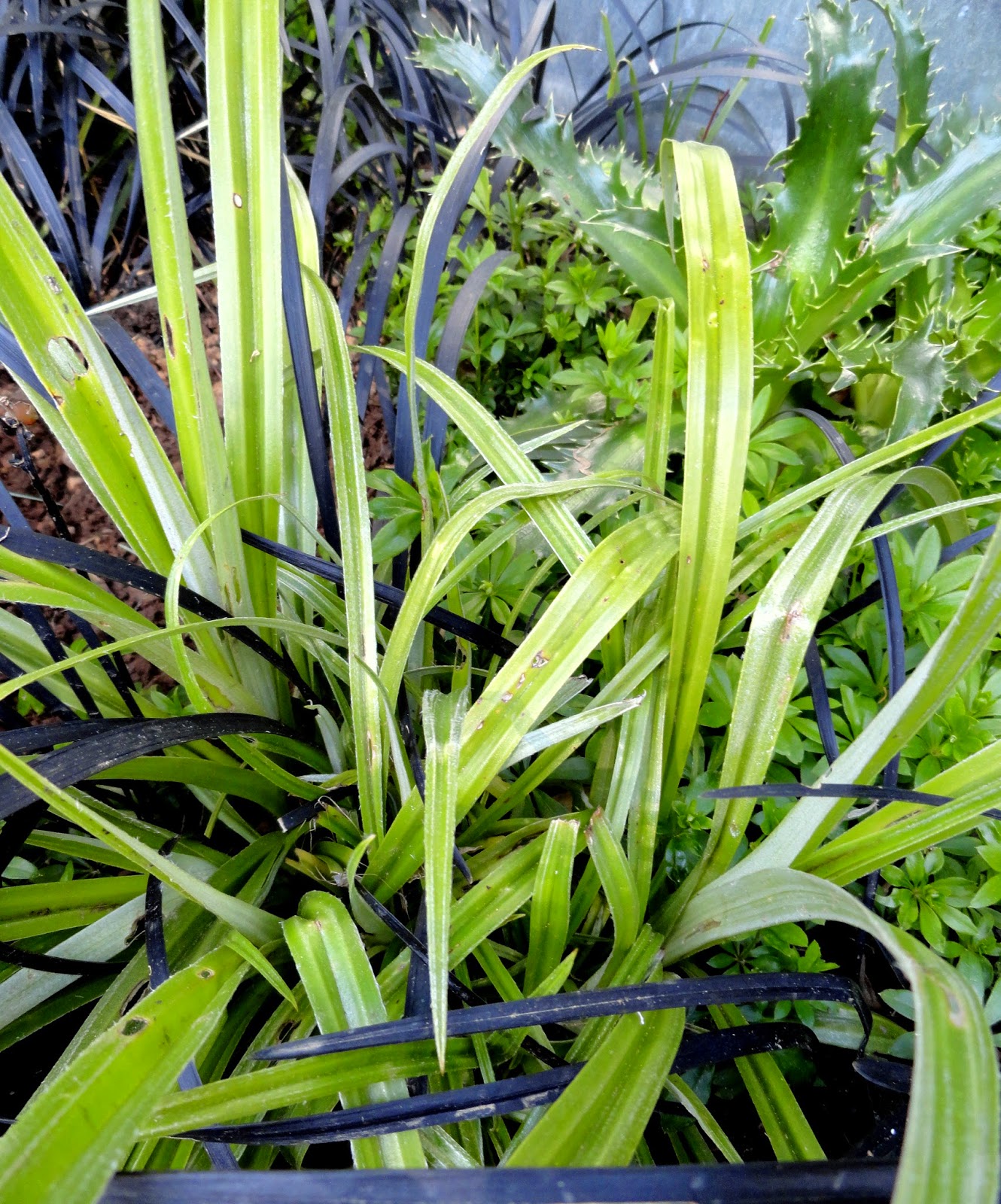 danger garden: A few of my favorite plants in the garden in April...