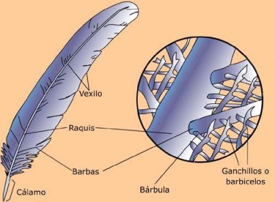 Info animales: ESTRUCTURA PLUMAJE EN AVES