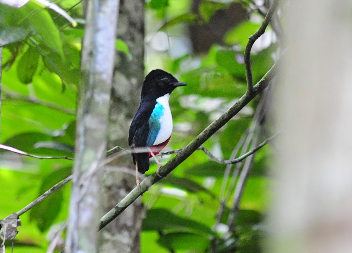 ZOOTHERA BIRDING BLOG: April 2015