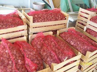 Ferme Kermilli Kavaje-Albania: Kultivimi i kermillit