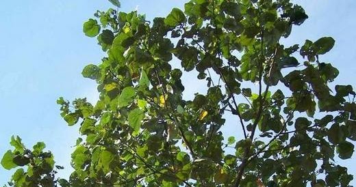 Inilah manfaat dan khasiat pohon waru ~ HerbalNewsPedia