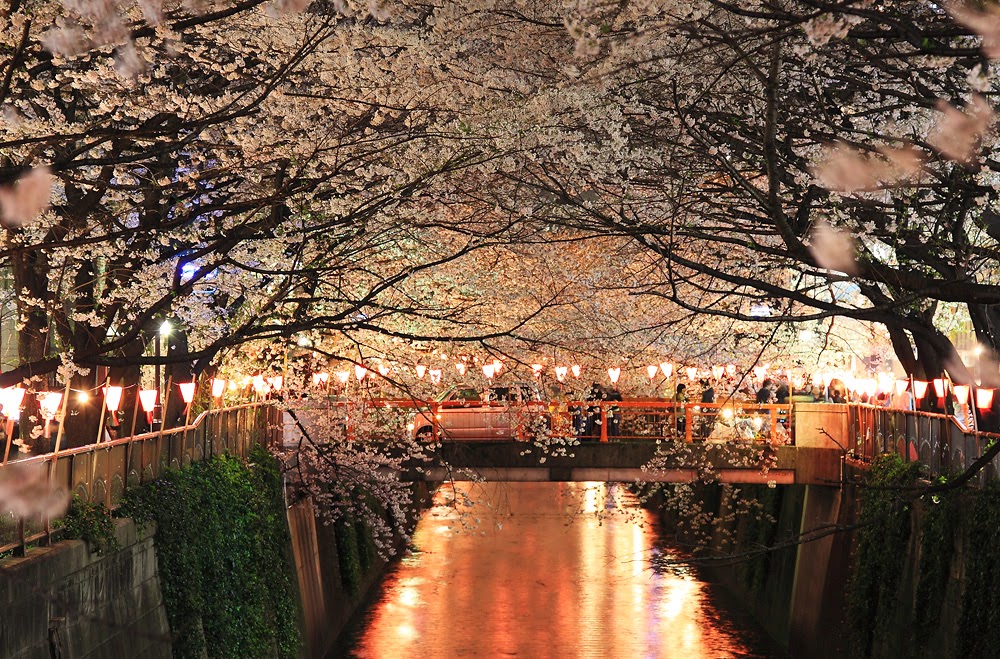 TenguLife: The curious guide to Japan: Spring arrives in Tokyo