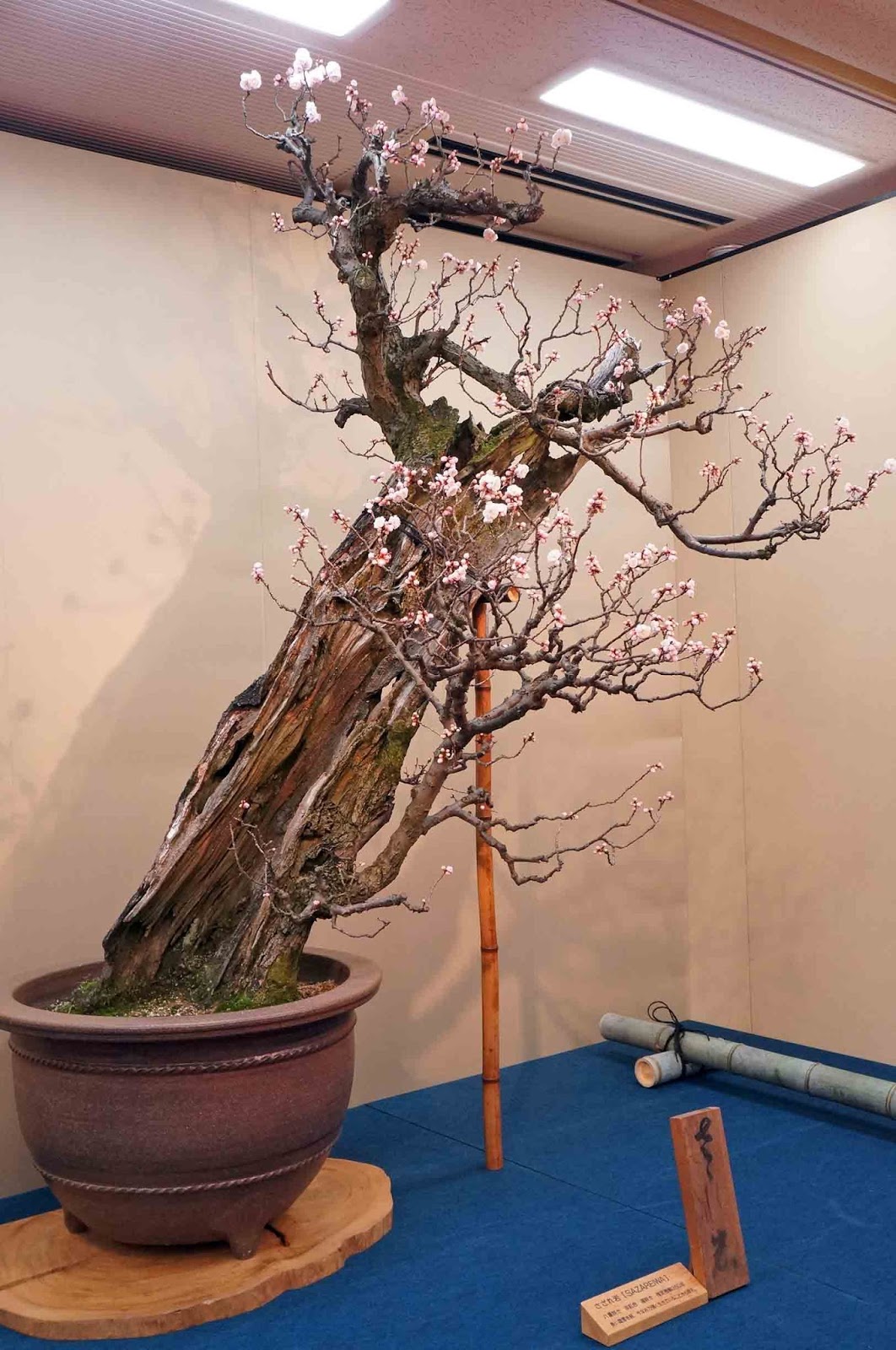 For Your Small Japanese Garden by YUKIMONO: The 65th Bonsai Exhibition ...