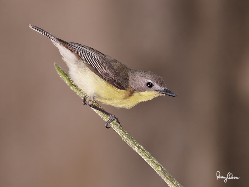 Romy Ocon's Wild Birds of the Philippines: Golden-bellied Flyeater