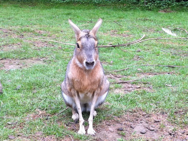 My Pacific Northwest: Kangaroo Zoo- Arlington 8/13