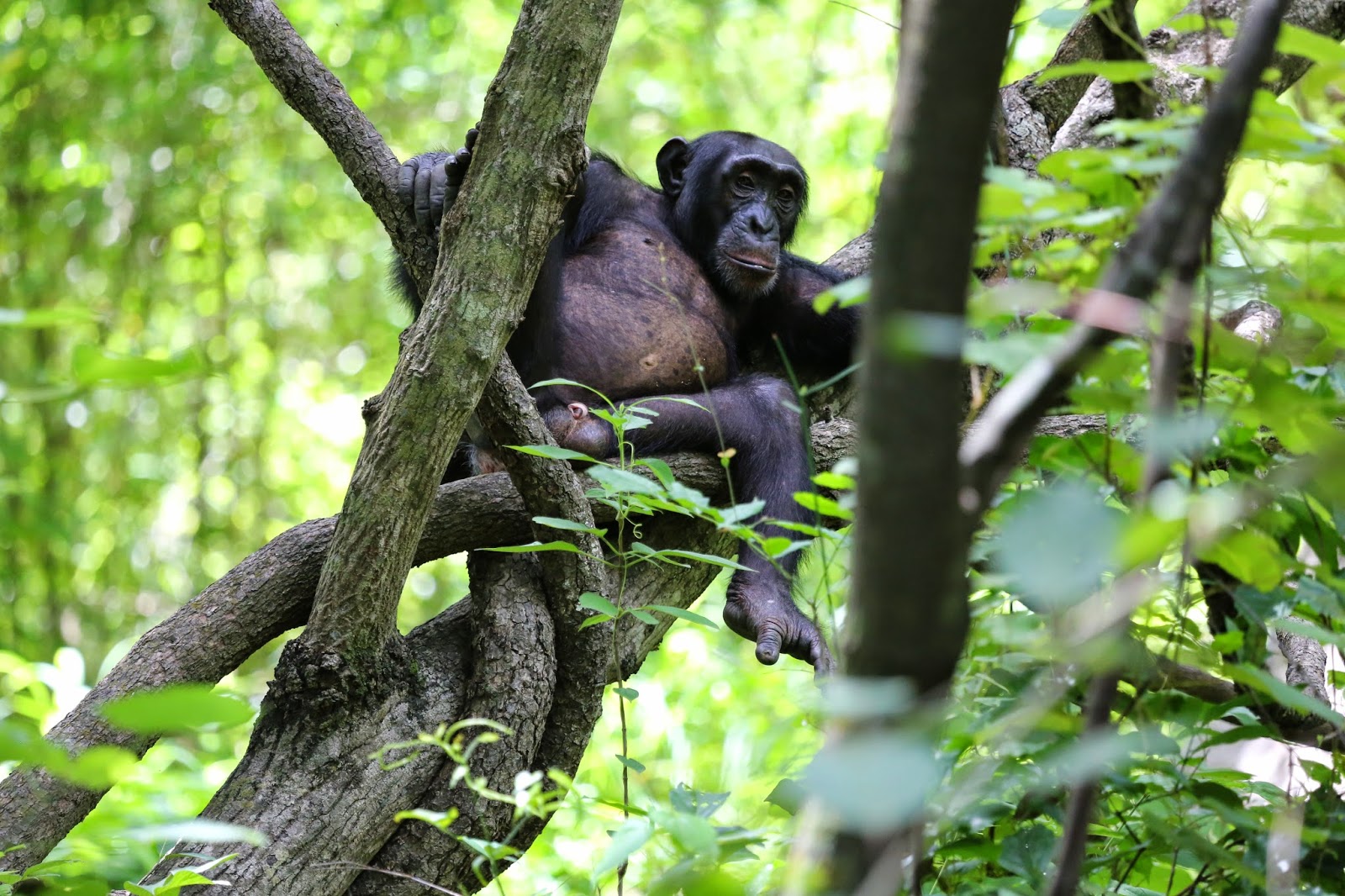 Fongoli Savanna Chimpanzee Project: October 2014