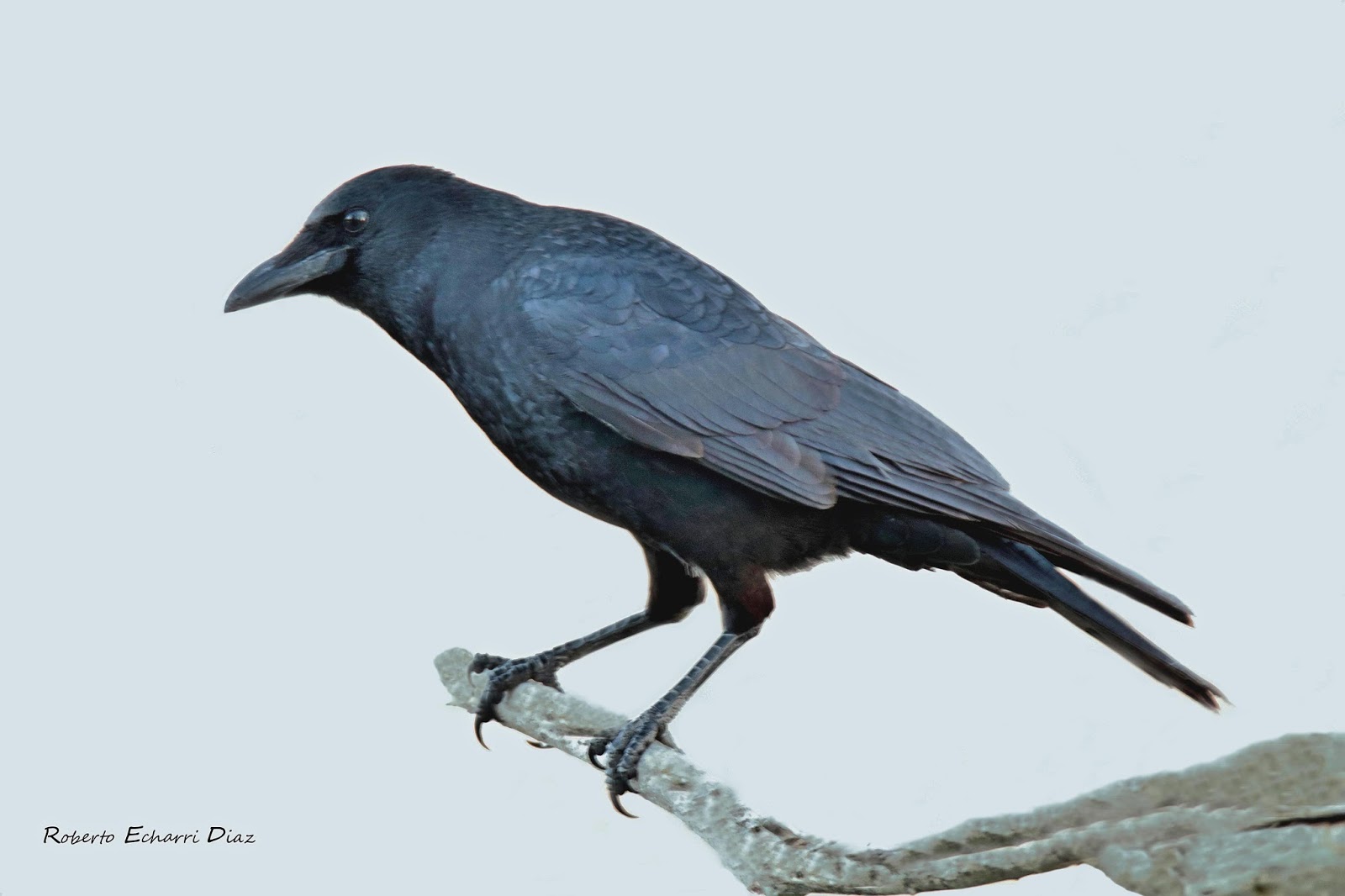 Fotografiando aves Roberto: Corneja negra (Corvus corone)