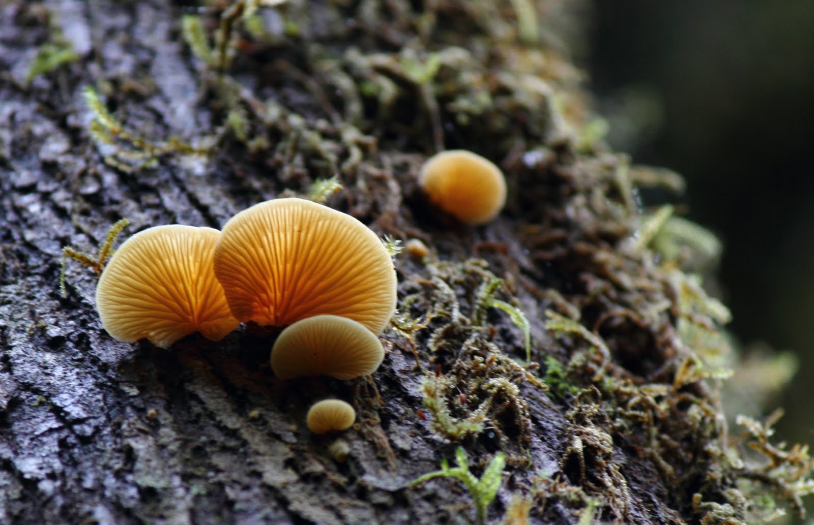 Publish or Perish: Rainforest Fungi