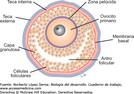 3. VARIABILIDAD GENÉTICA