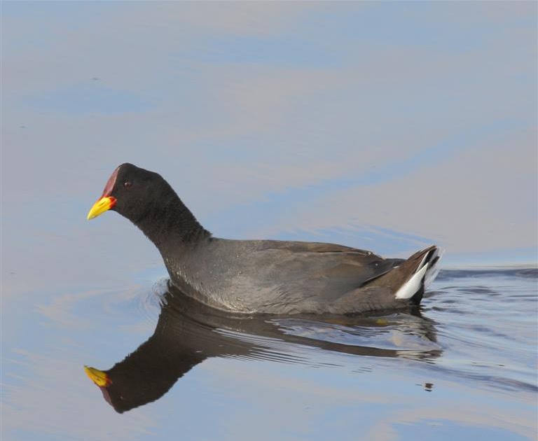 mis fotos de aves: Fulica rufifrons Gallareta Escudete Rojo Red-fronted ...