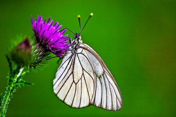 Gambar Kupu Kupu Yang Cantik dan Indah | Kumpulan Gambar