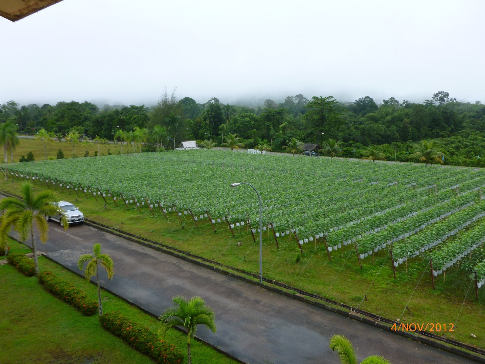 OBO: Projek Tanaman Timun Fertigasi Terbuka Di SMK Kuala Jengal, Dungun ...