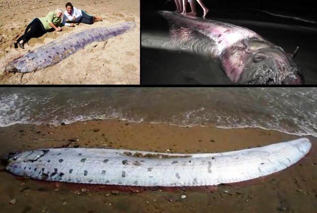 Rare Giant Oarfish 'Messenger from the Sea' washes ashore California ...