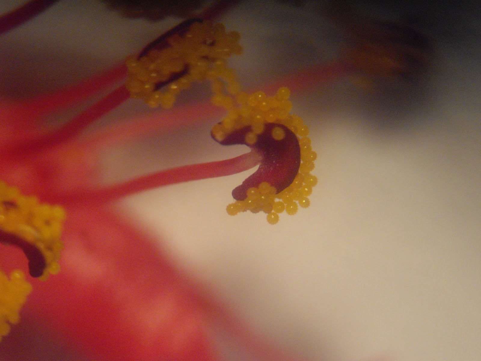 Laboratorio de Ciencias SRDP: PRÁCTICA DE BOTÁNICA: Hibiscus rosa-sinensis