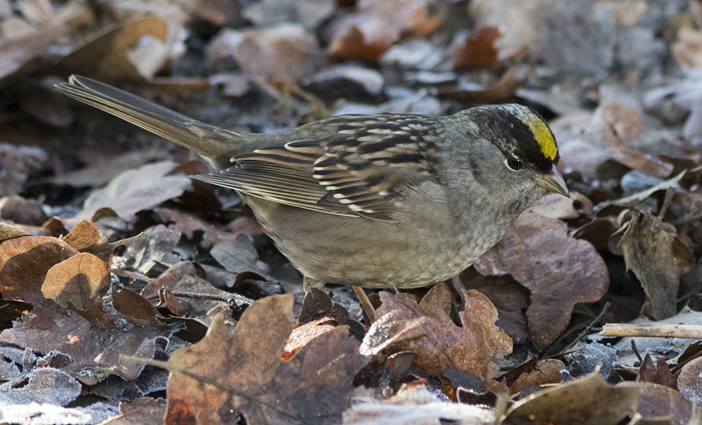 The Bruce Mactavish Newfoundland Birding Blog: Winter Golden-crowned ...