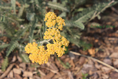 Prickly and Bitter: The Achilles flower: common yarrow