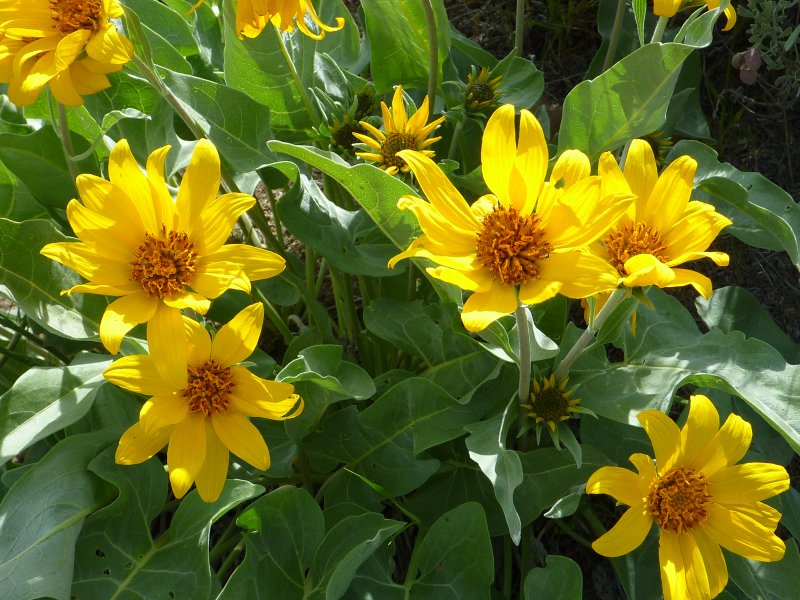 Trailing Ahead: Wooly mule ears flowering on volcanic soils around Mt ...