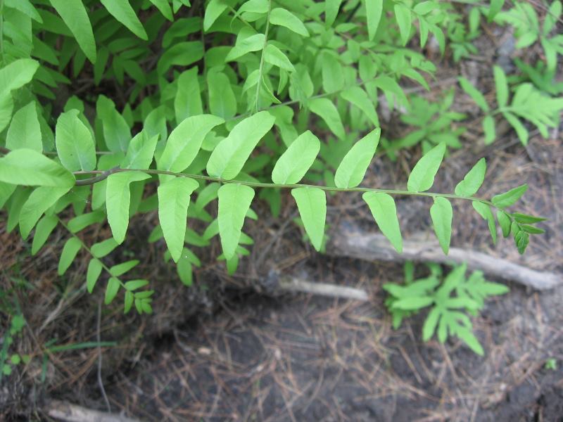 Tangled Web: The Ferns of our Fields, Forests and Fens