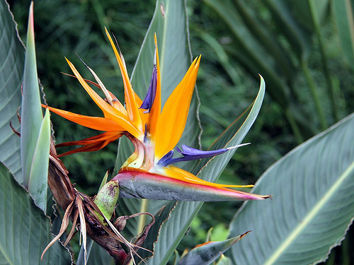 STRELITZIA photos - wallpapers | the fun bank