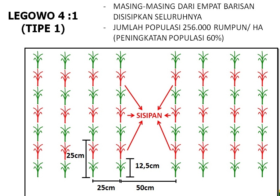CARA BERCOCOK TANAM PADI DENGAN SISTEM JAJAR LEGOWO - pemuda tani