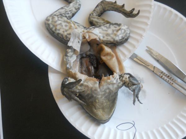 Marcus D's Frog Blog: Post 2: This Week in Science (Frog Dissection)