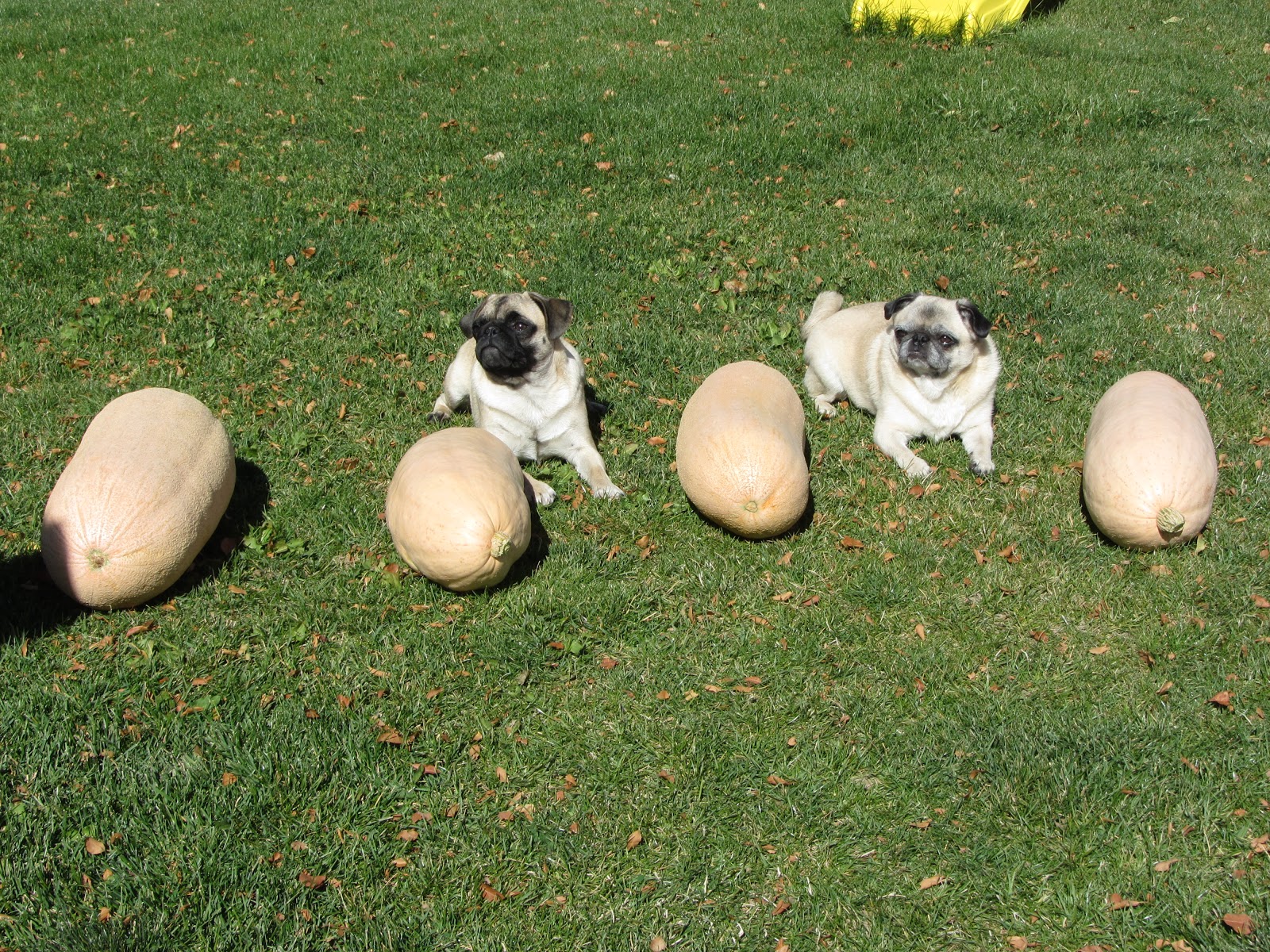 Idaho PugRanch: Dog Hair and Squash