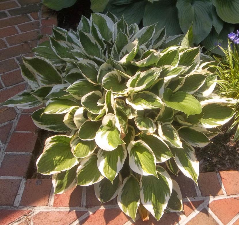 Future Plants by Randy Stewart: Hosta